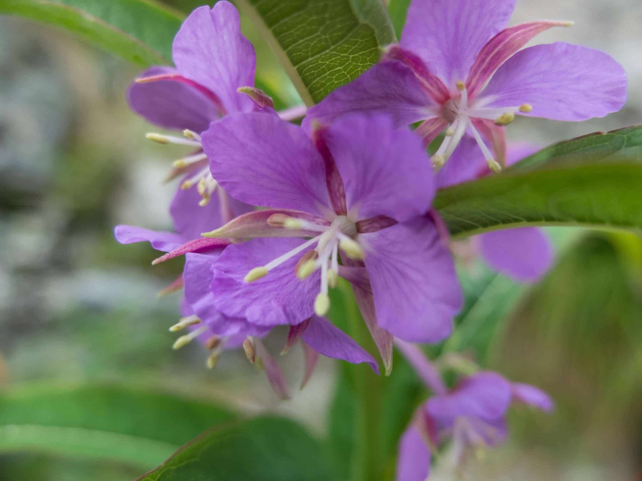 Environmental Commitment — Ruby Range Adventure